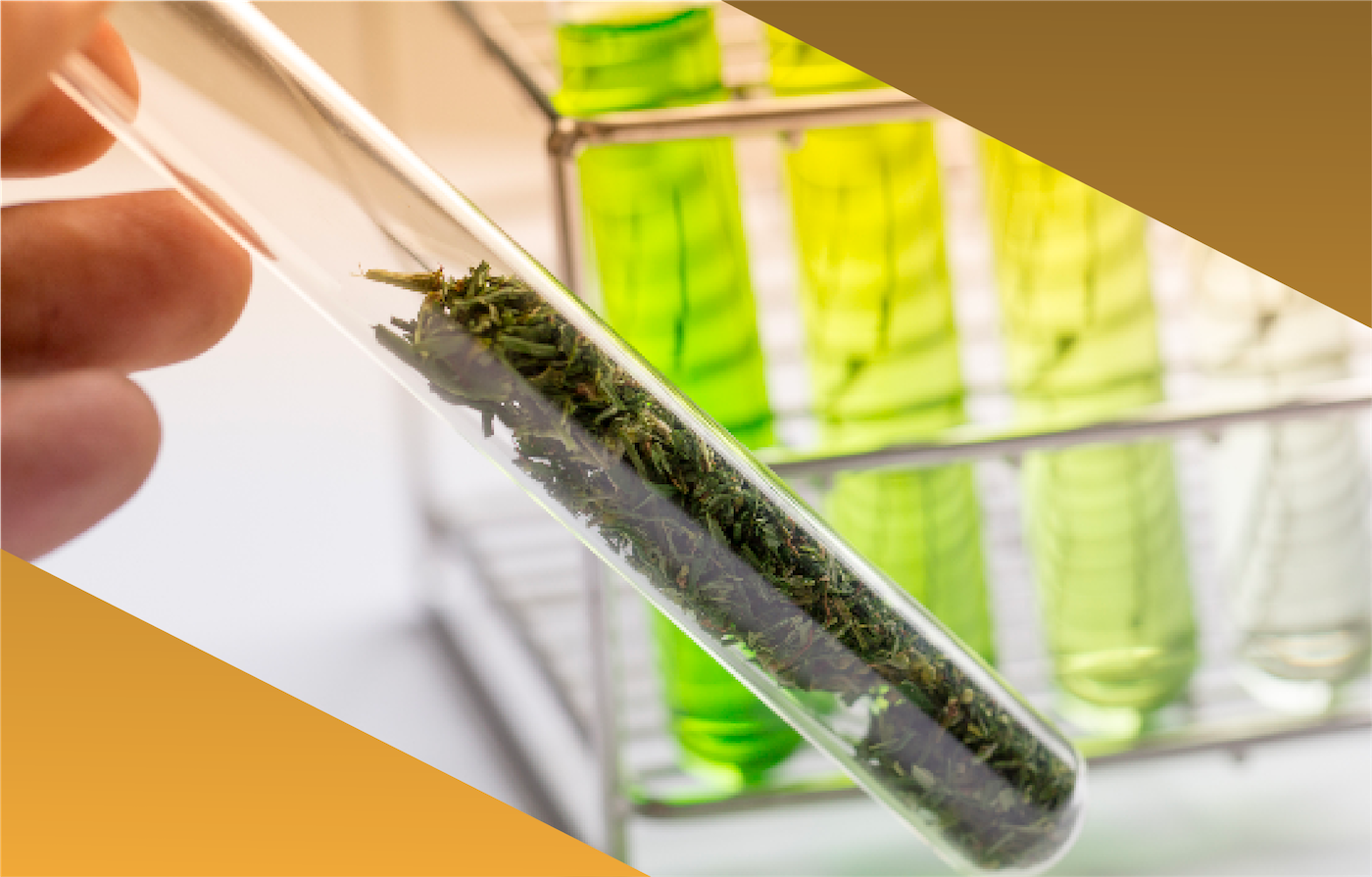 Understanding Bioavailability and Its Effects – Spacestation